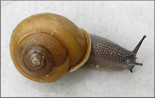 North Carolina Land Snail Gallery - Page One